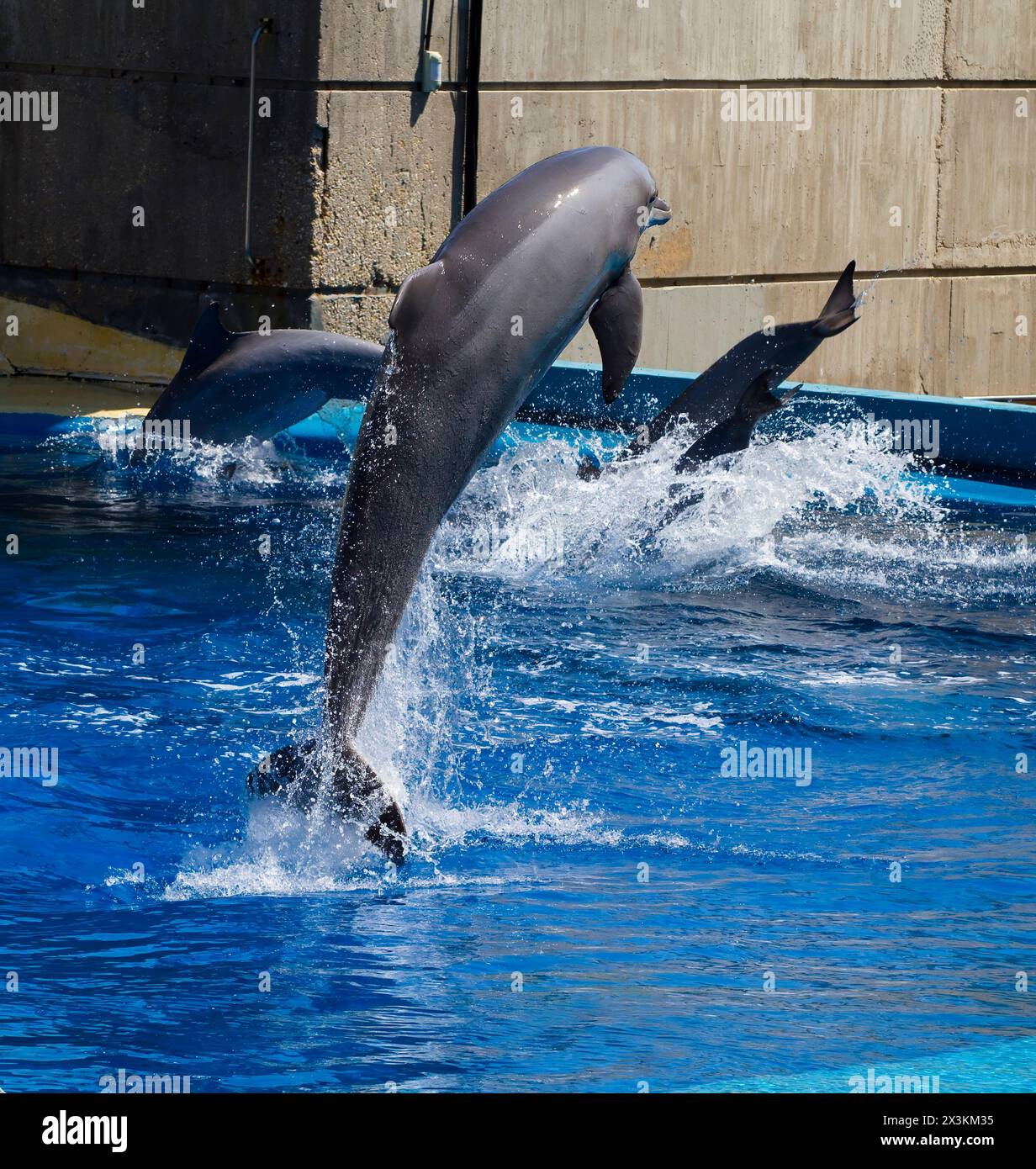 Graceful Dolphin Leaping from the Ocean Waves: Stunning Sea Wildlife ...