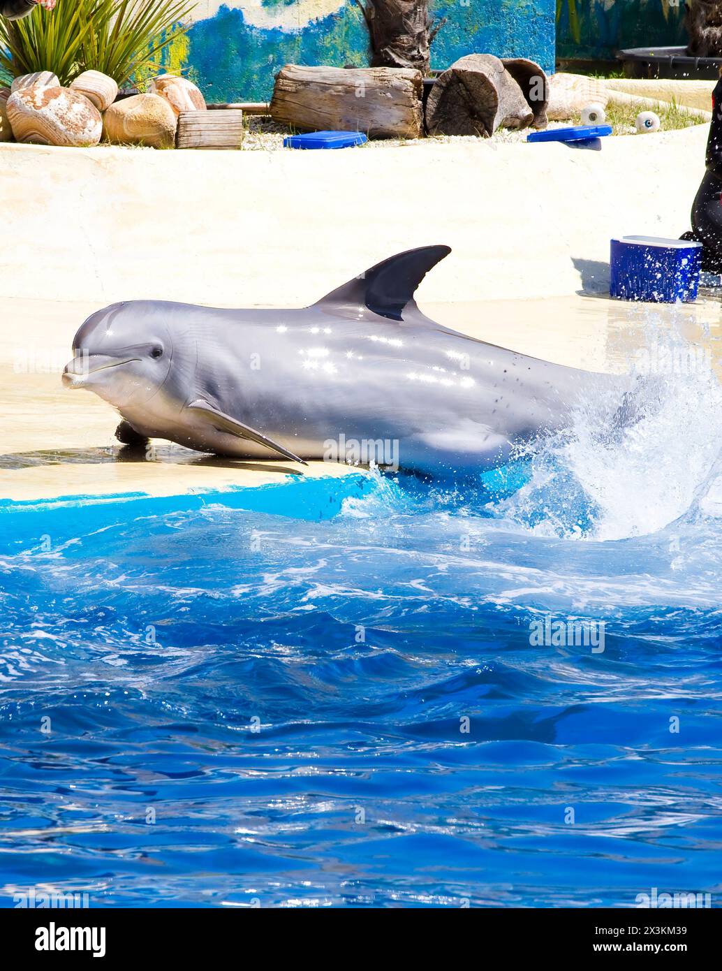 Mesmerizing Dolphin Leaping from the Ocean Waves: A Stunning Image ...