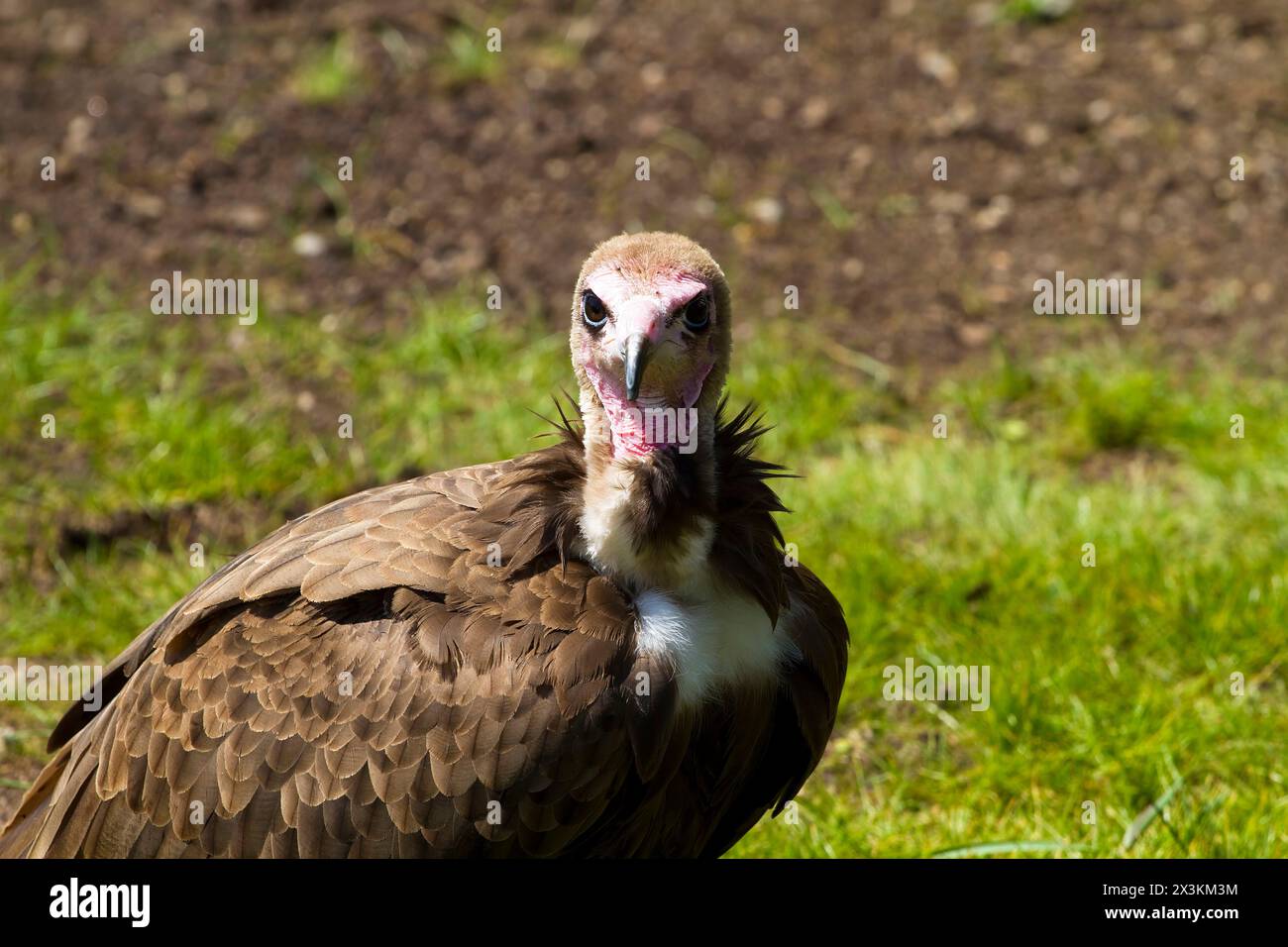 Roaring Raptors: A Captivating Collection of Images Featuring Majestic ...