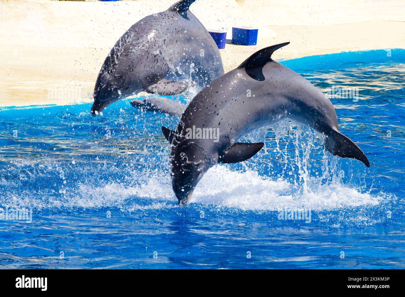Fascinating oceanic creatures hi-res stock photography and images - Alamy