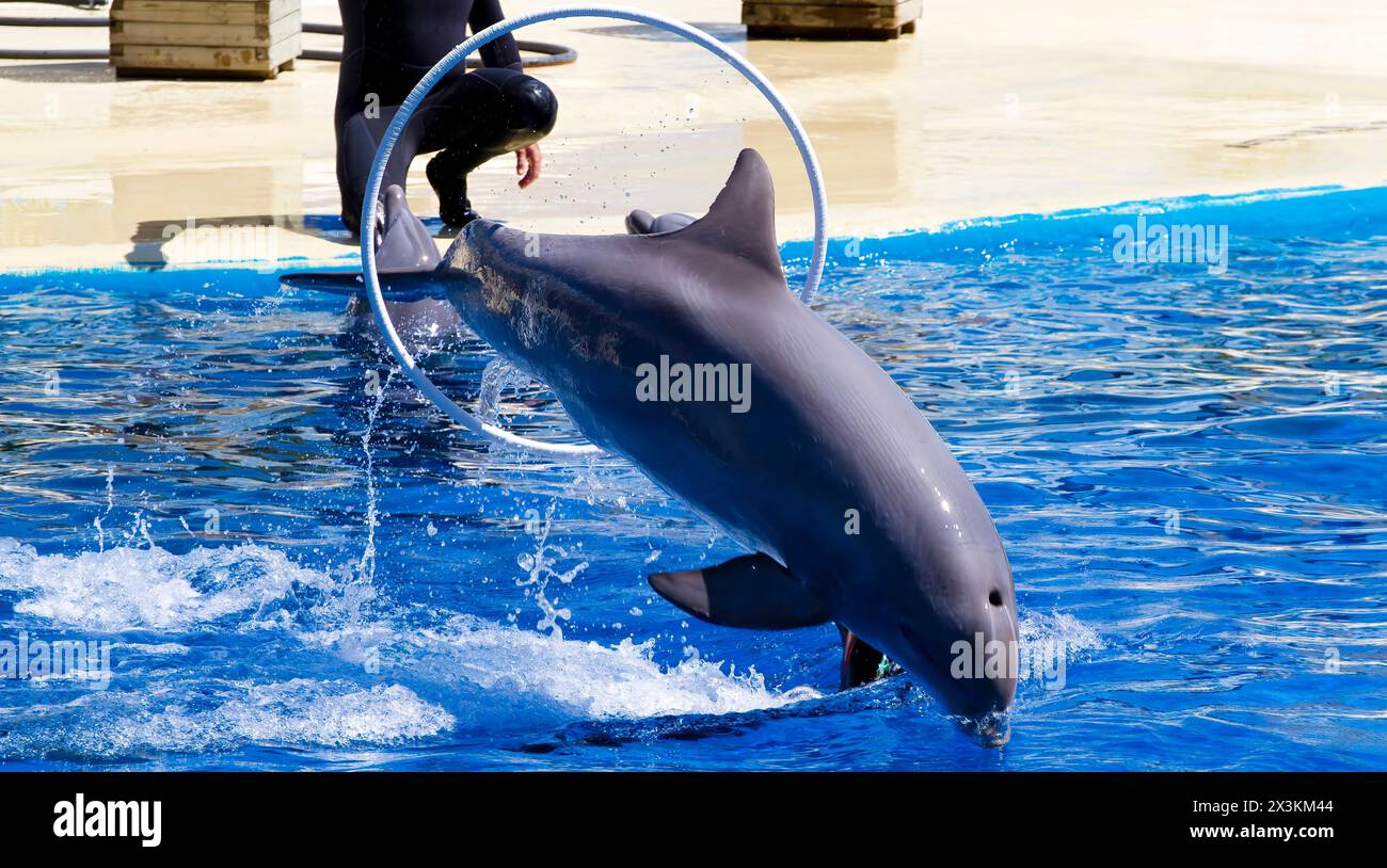 Dolphin dynamic waves hi-res stock photography and images - Alamy