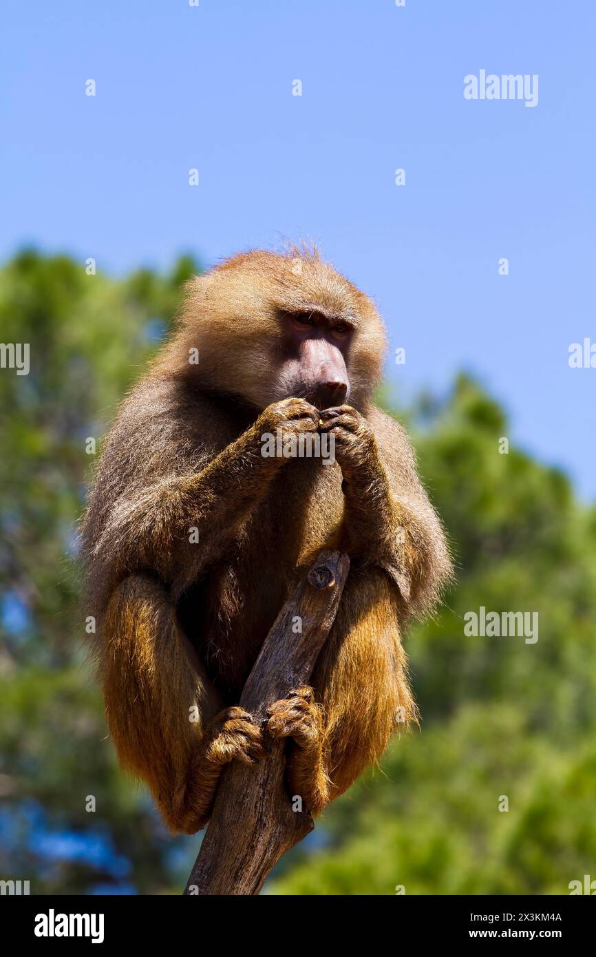 Captivating Baboon: Stunning Images of the Hamadryas Ursinus in their ...