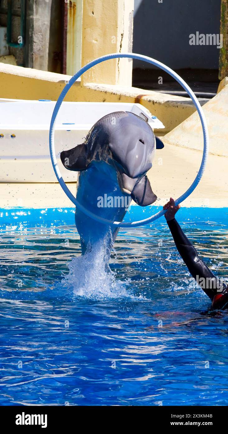 Capturing the Majestic Moment: Dolphin Leaping from the Sea Stock Photo ...