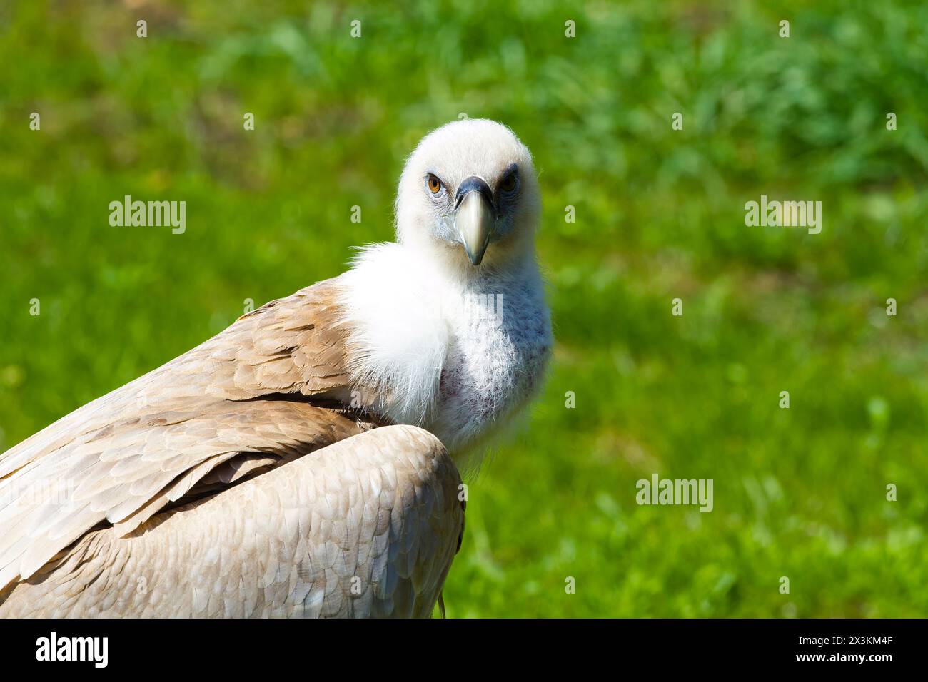 Roaring Raptors: A Creative Collection of Images Capturing the Wild ...