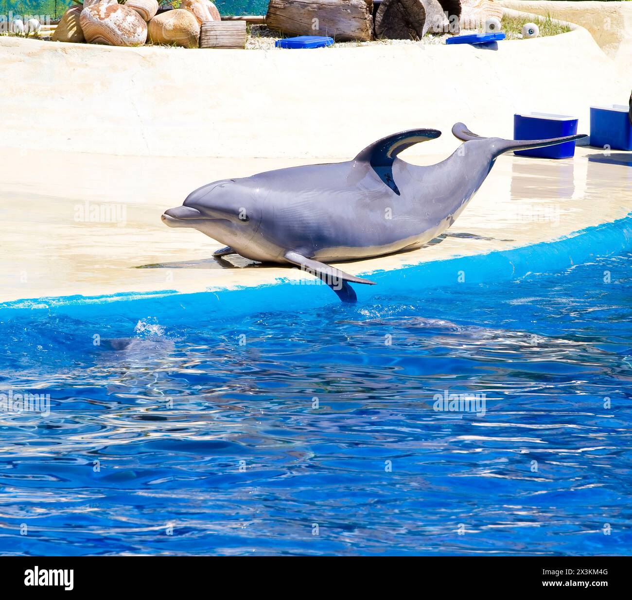 Elegant dolphin jump hi-res stock photography and images - Alamy