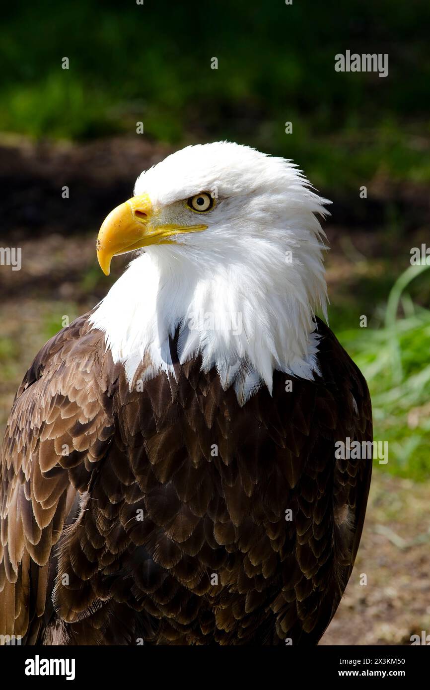 Majestic American Bald Eagle: Captivating Images of the Iconic Symbol ...