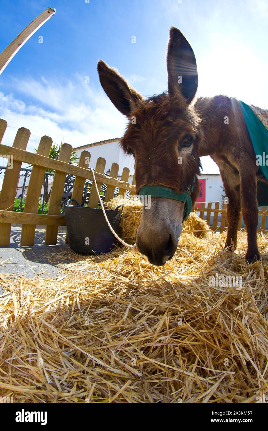 Rural Charm: Captivating Images of Farmland and Donkeys Stock Photo - Alamy