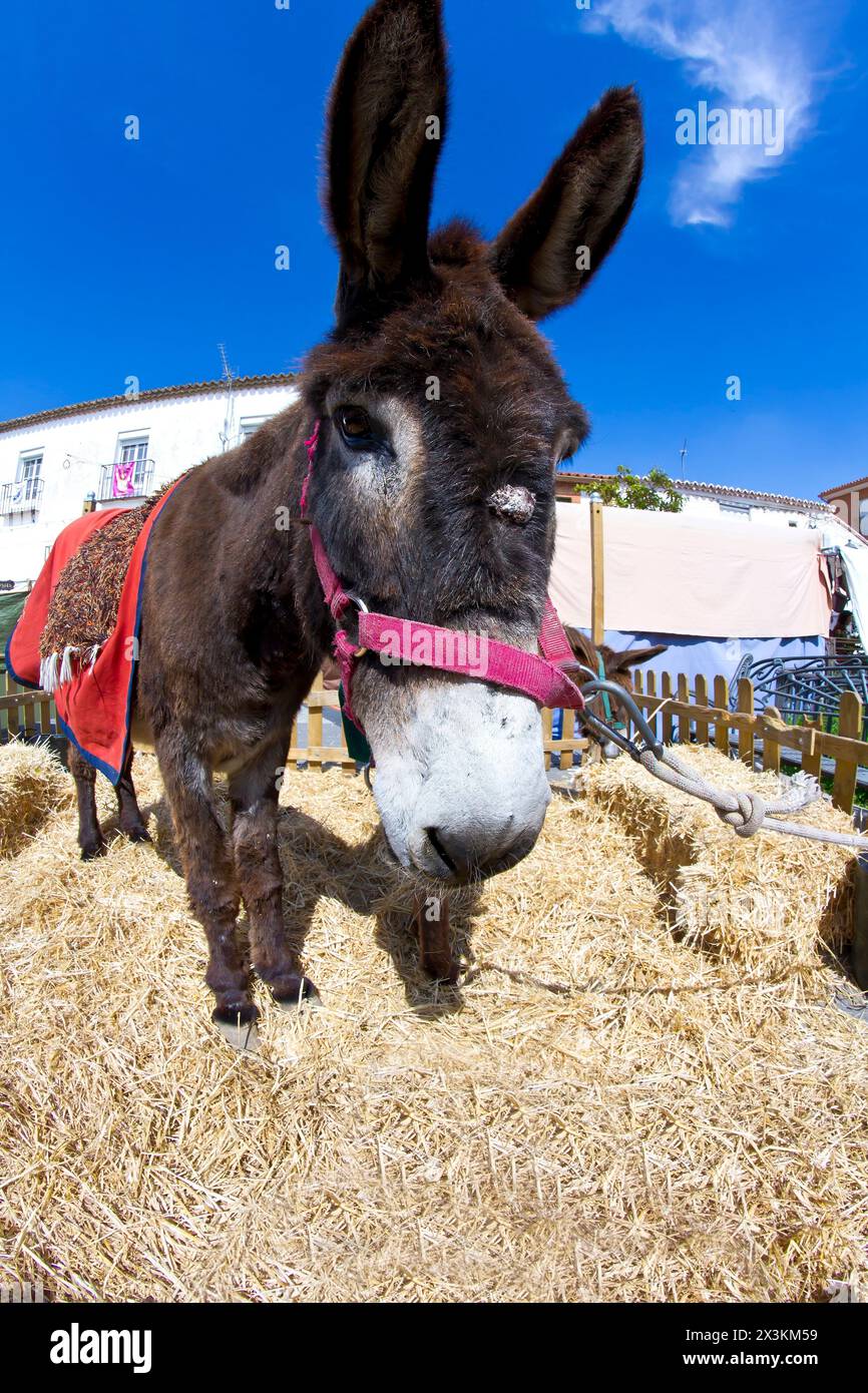 Rural Charm: Captivating Images of Farmland and Donkeys Stock Photo - Alamy