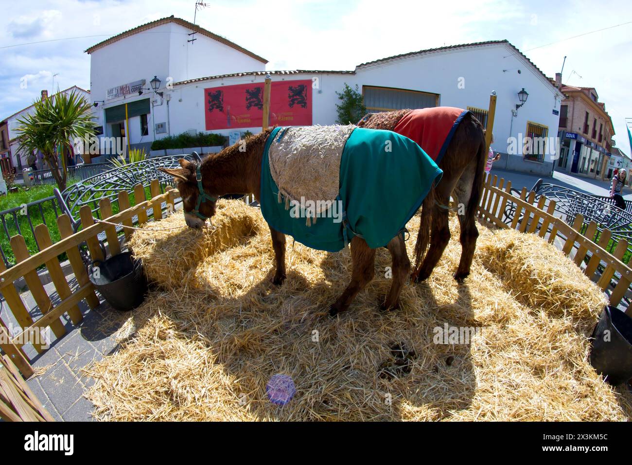 Rural Charm: Captivating Images of Farmland and Donkeys Stock Photo - Alamy