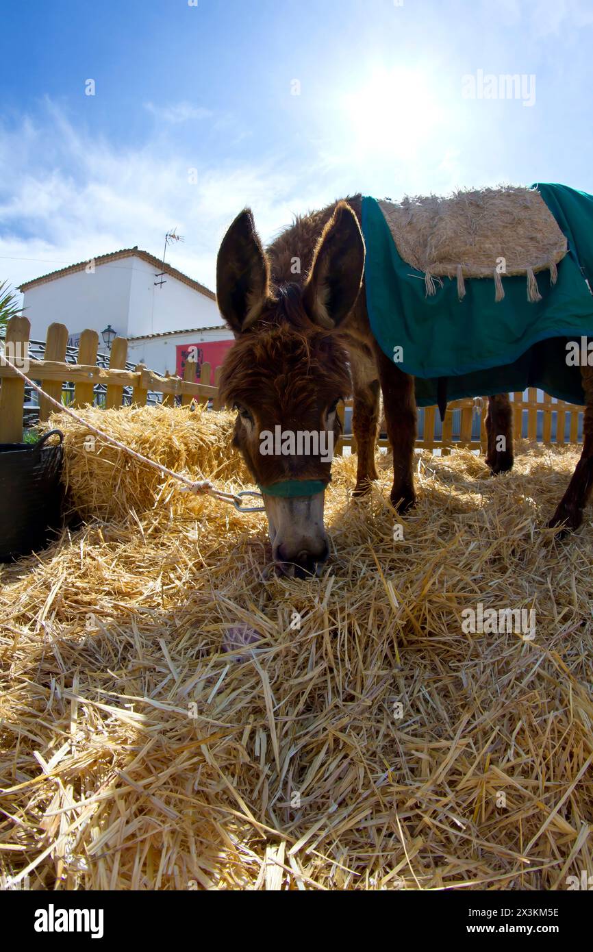 Rural Charm: Captivating Images of Farmland and Donkeys Stock Photo - Alamy