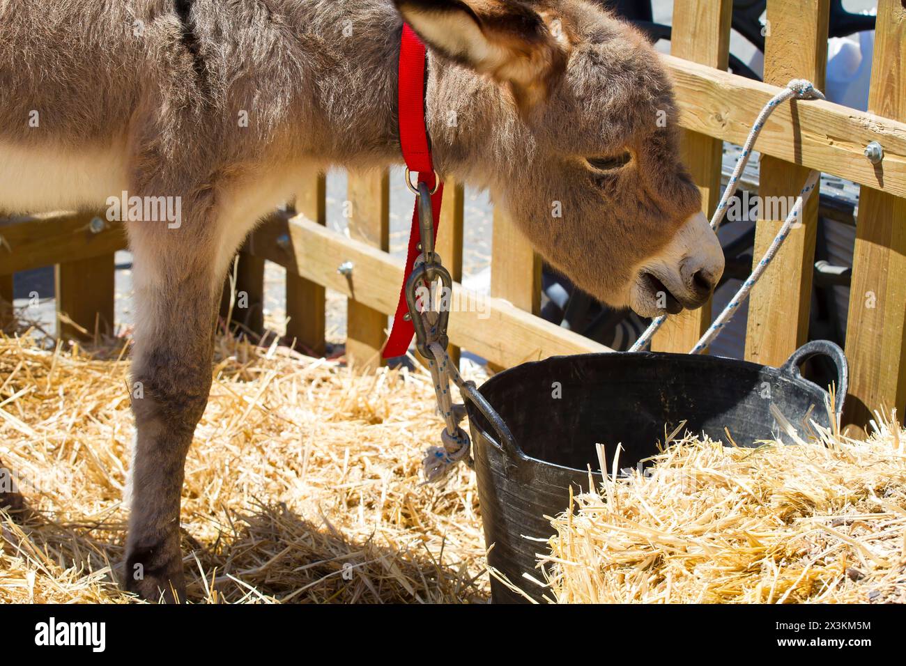 Rural Charm: Captivating Images of Farmland and Donkeys Stock Photo - Alamy