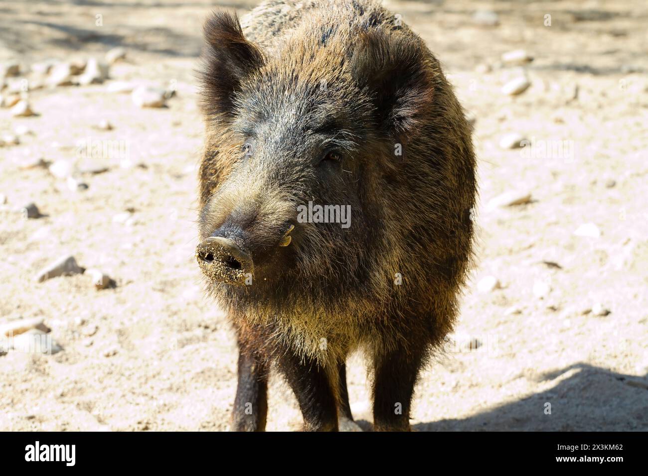 Capture the Untamed Beauty: Stunning Images of Wild Boars in Their ...