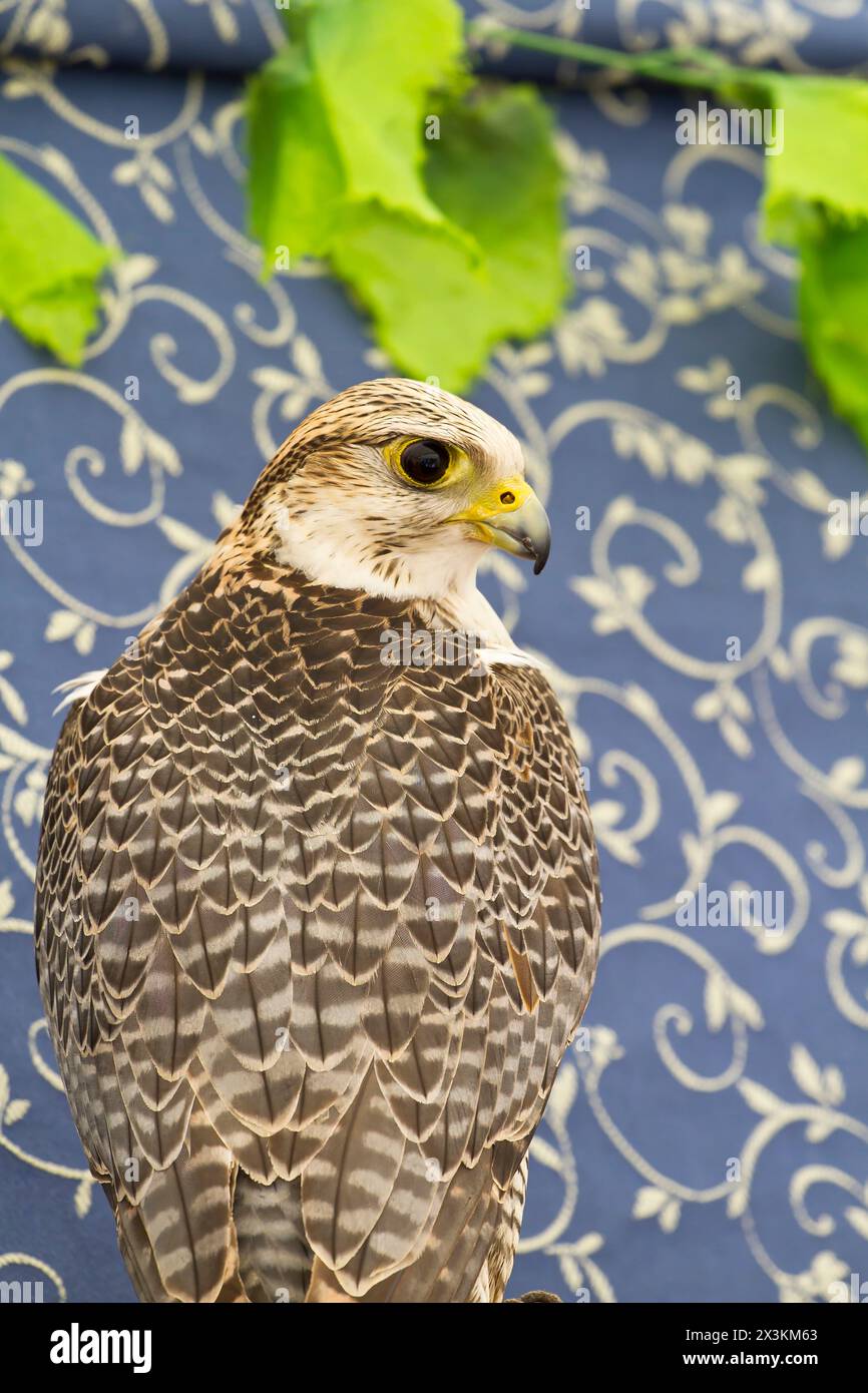 Fierce and Free: Captivating Falcon Images for Your Creative Content ...