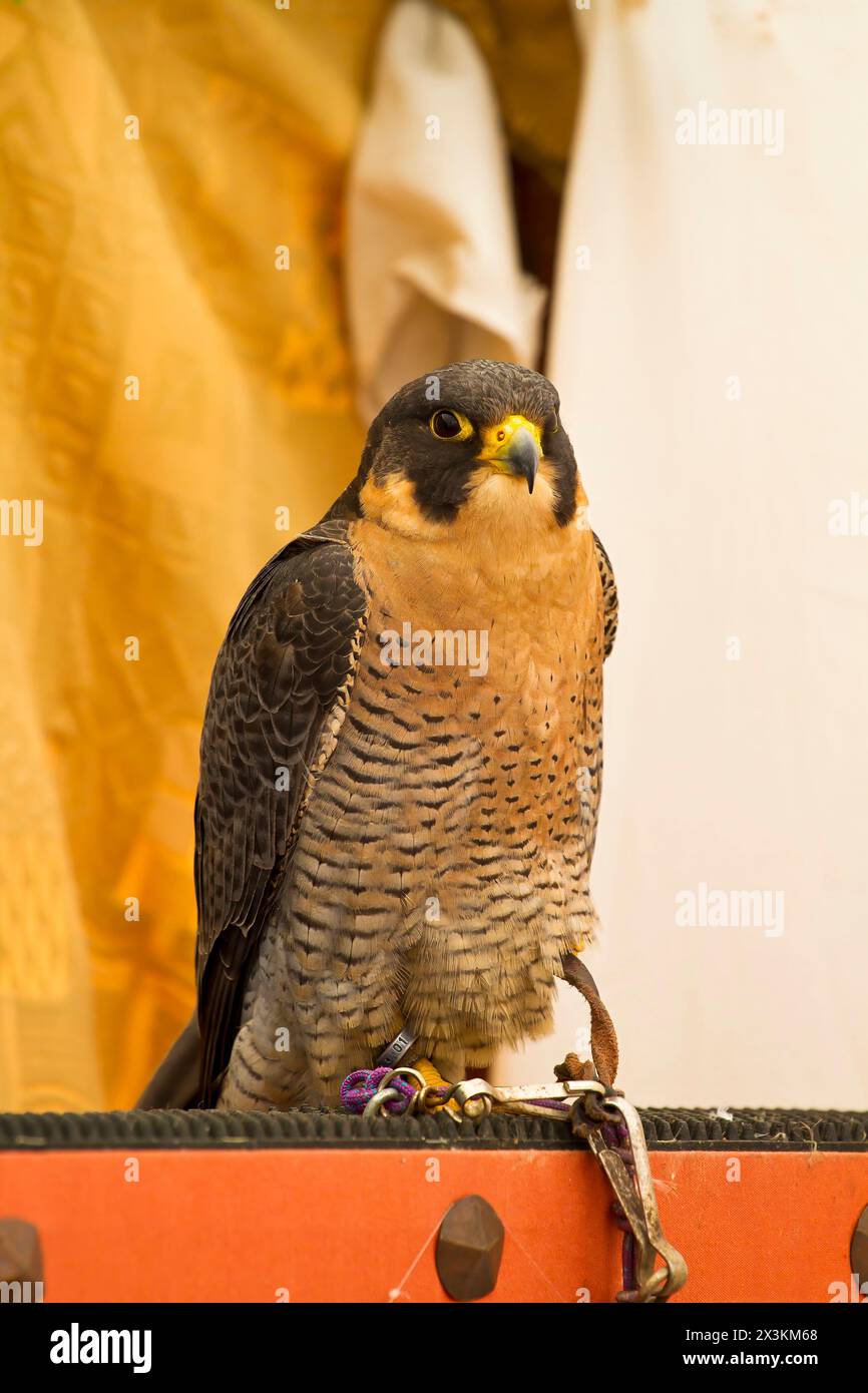 Peregrinefalconphotos hi-res stock photography and images - Alamy