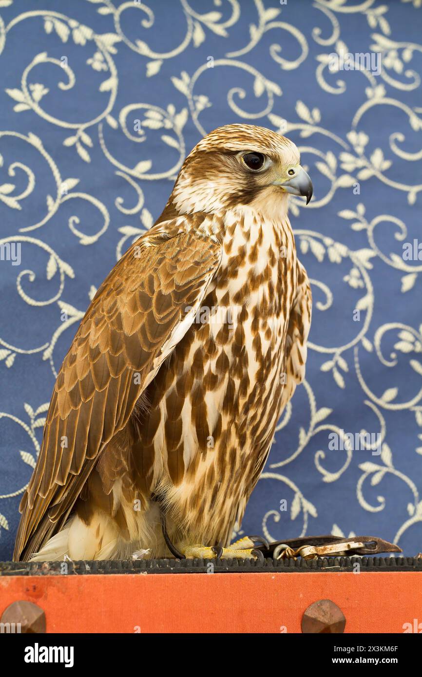 Fierce Falcon: A Peregrine's Journey Through the Lens Stock Photo - Alamy