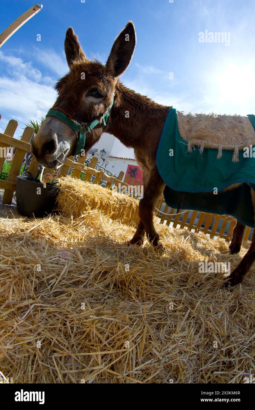 Rural Charm: Capturing the Beauty of Farmland and Donkeys Stock Photo ...
