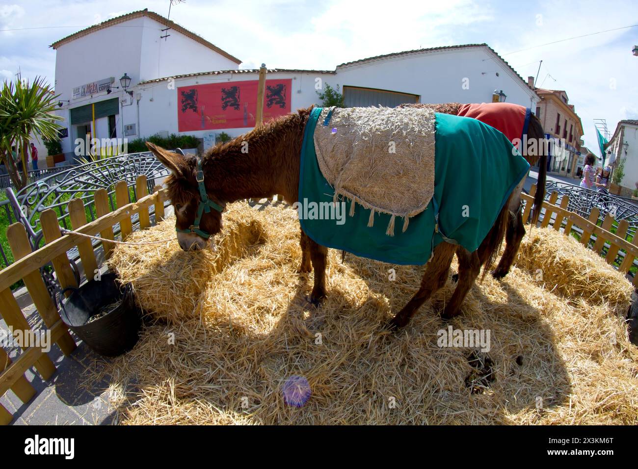 Donkeyears hi-res stock photography and images - Alamy
