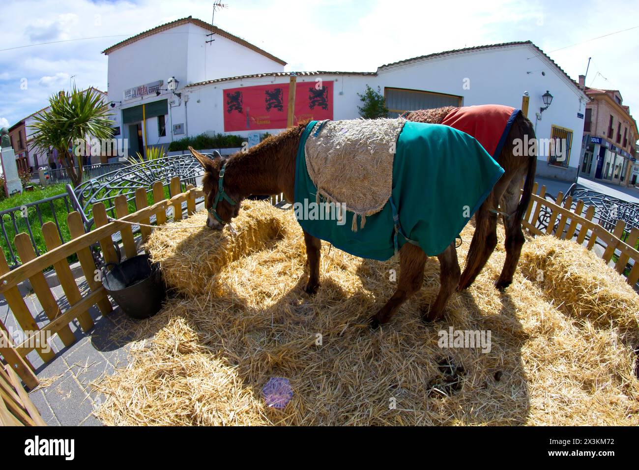 Rural Charm: Captivating Images of Farmland and Donkeys Stock Photo - Alamy