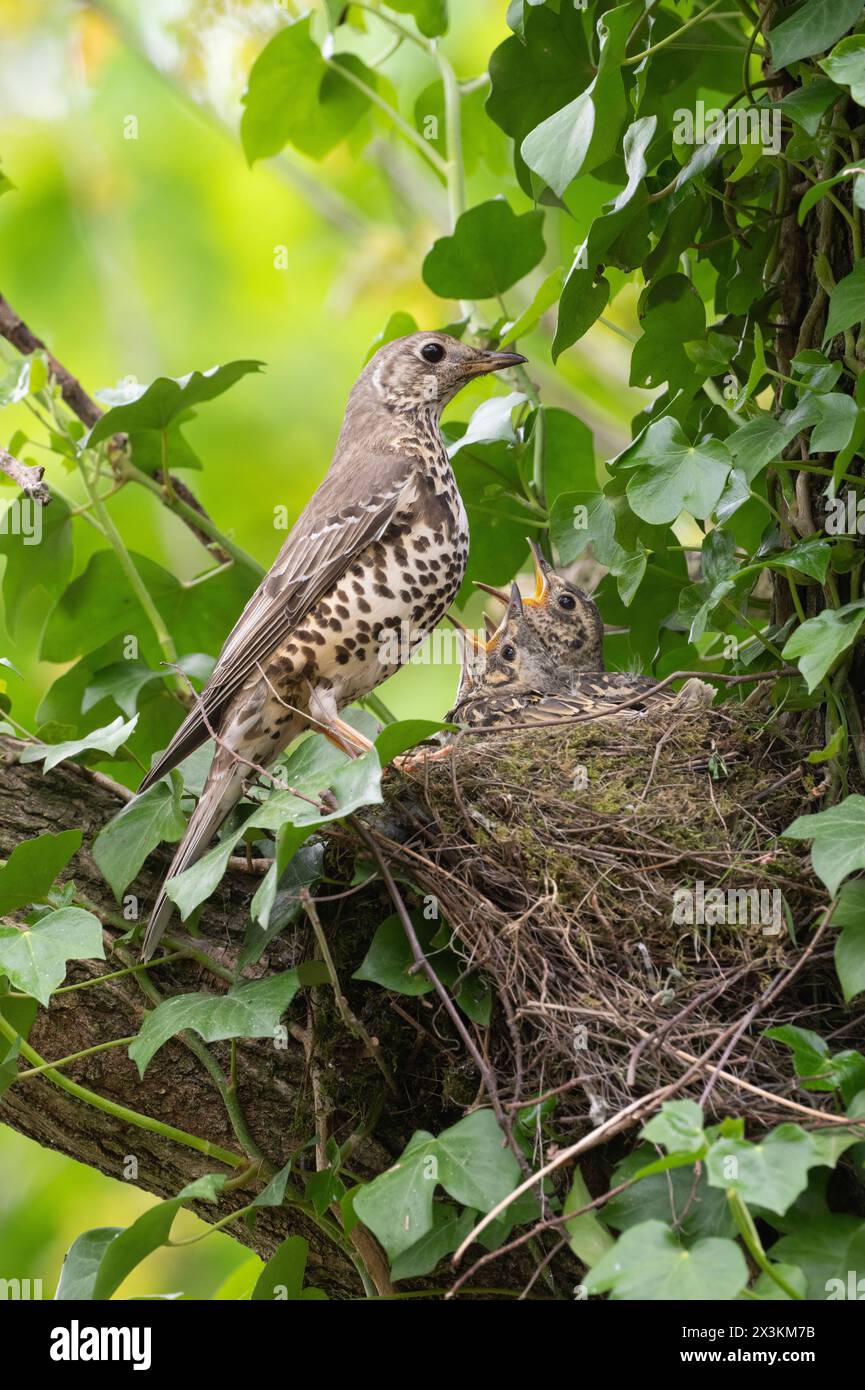 Adult Mistle Thrush, Turdus viscivorus, perched at nest with chicks ...