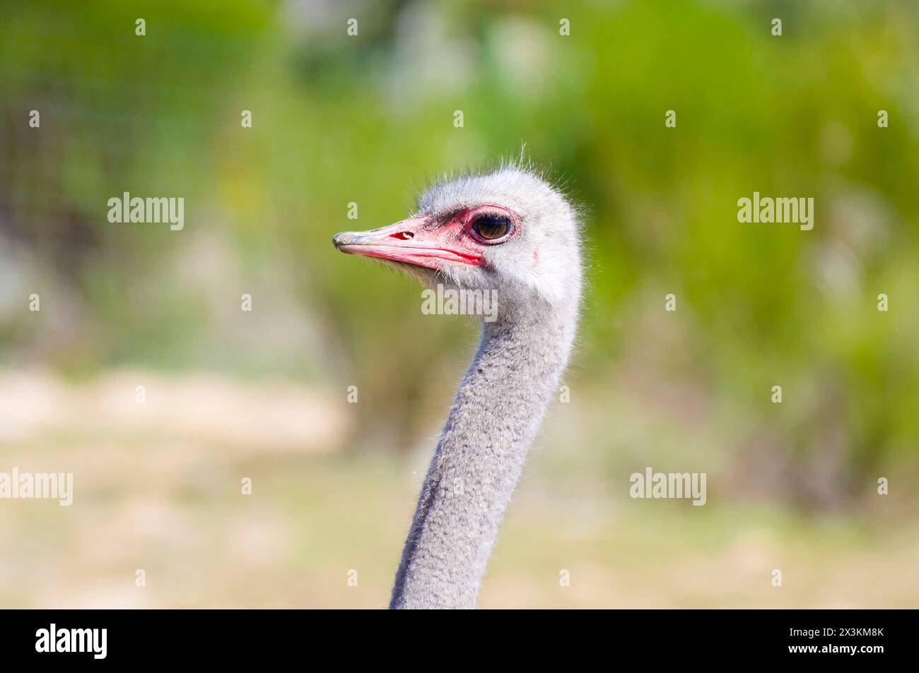 African Ostrich Safari: Stunning Images of the Majestic Bird in its ...