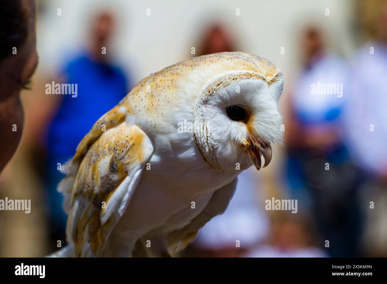 Majestic Birds of Prey: Captivating Images of the Screech Owl in Action ...