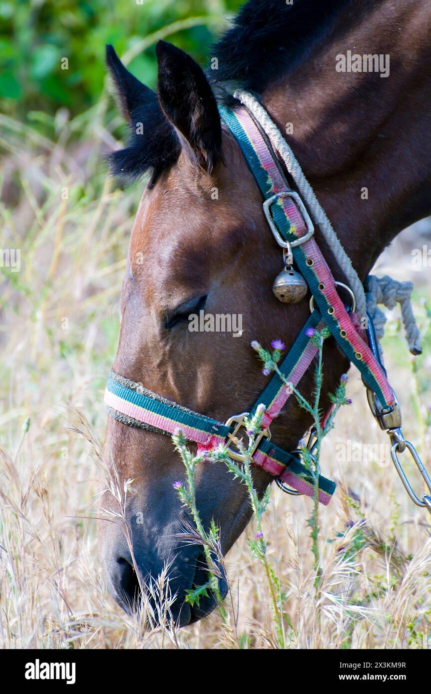 Majestic Stallion: Capturing the Beauty of a Horse on the Hill Stock ...