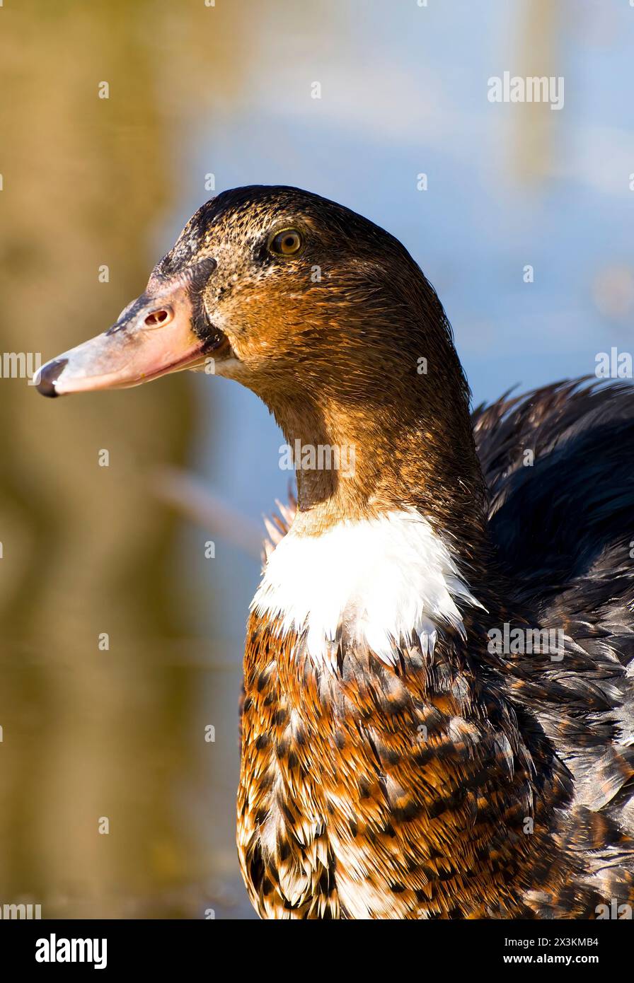 Spanish Wildlife: Capturing the Beauty of Ducks in a River Stock Photo ...