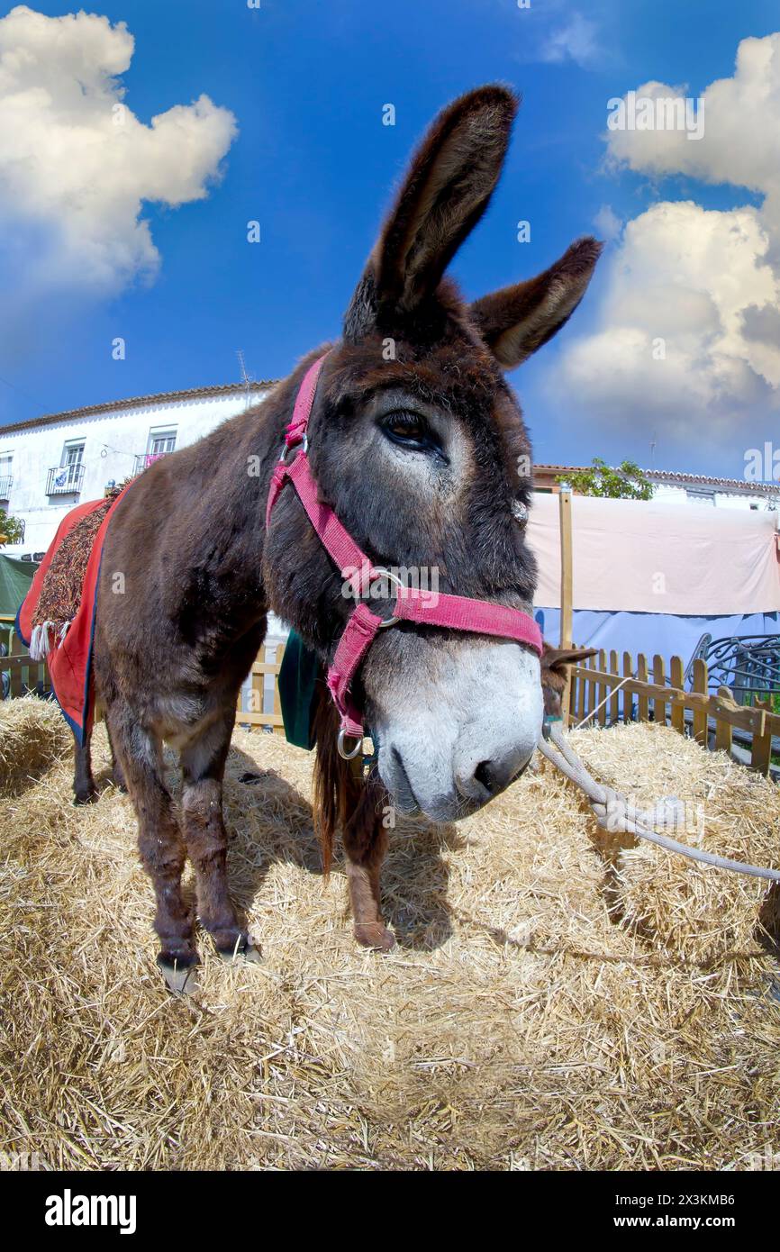 Rural Charm: Captivating Images of Farmland and Donkey Life Stock Photo ...