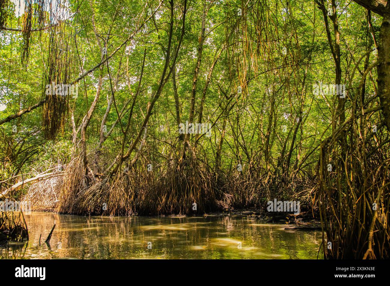 Mangrove habitat split view over and under water surface, foliage with ...