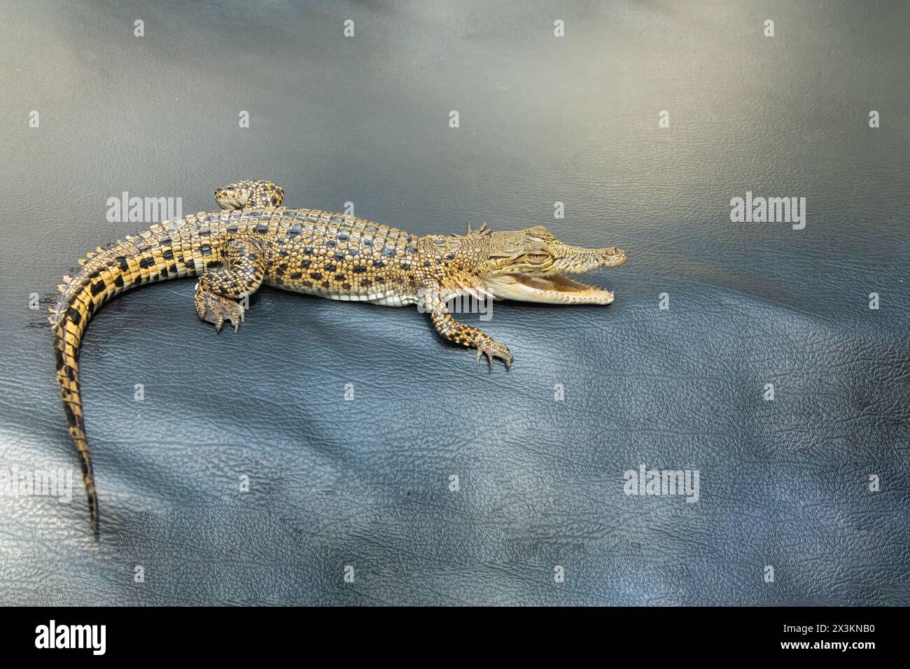 Little baby crocodile close up in selective focus Stock Photo - Alamy