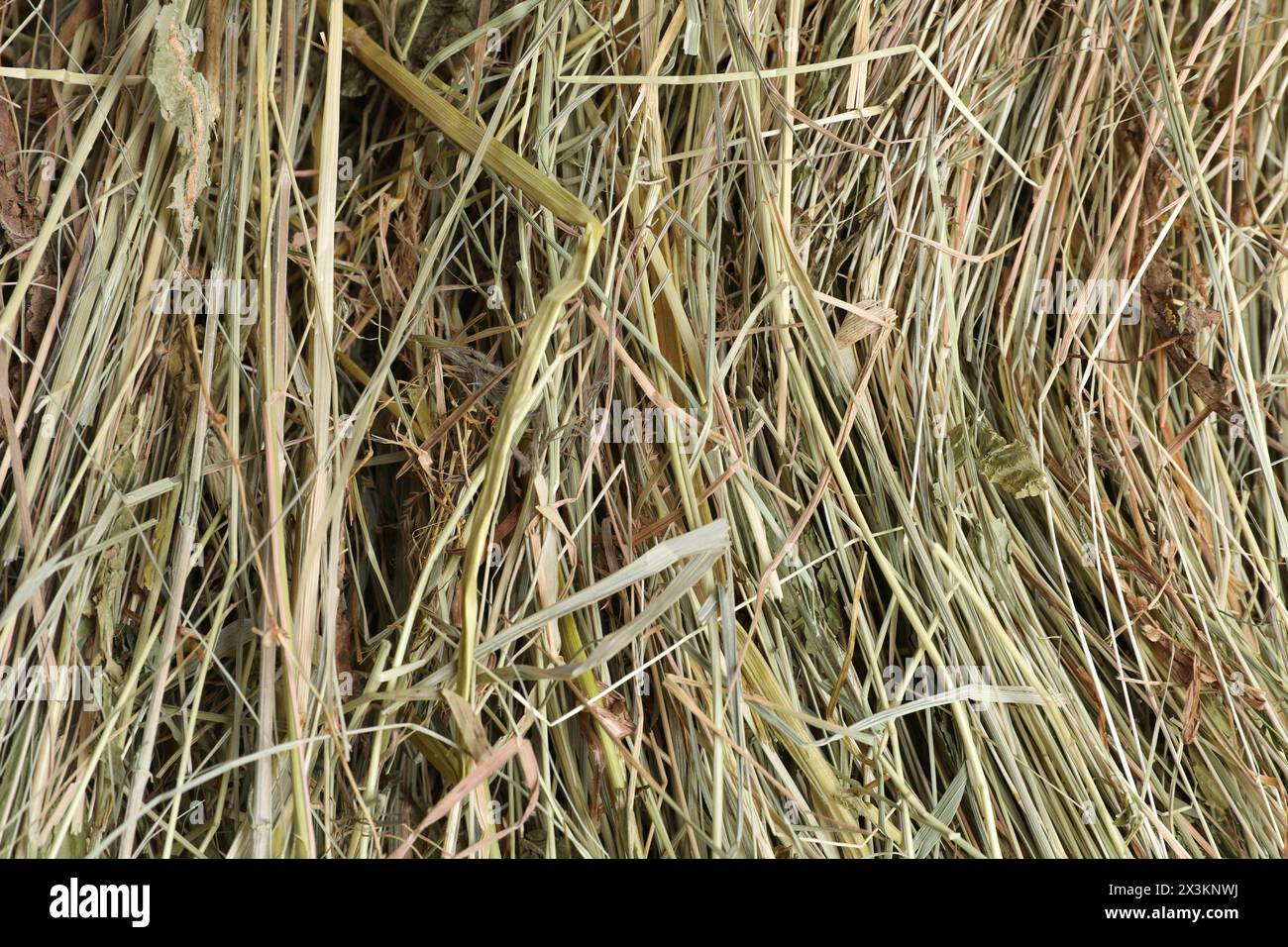 Pile of dried hay as background, closeup Stock Photo - Alamy