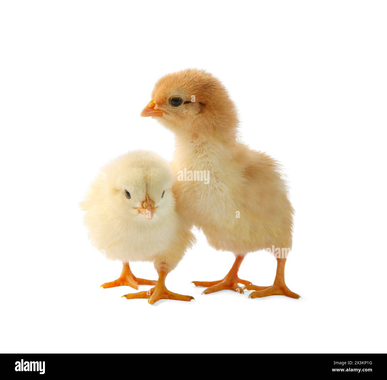 Two cute chicks isolated on white. Baby animals Stock Photo - Alamy