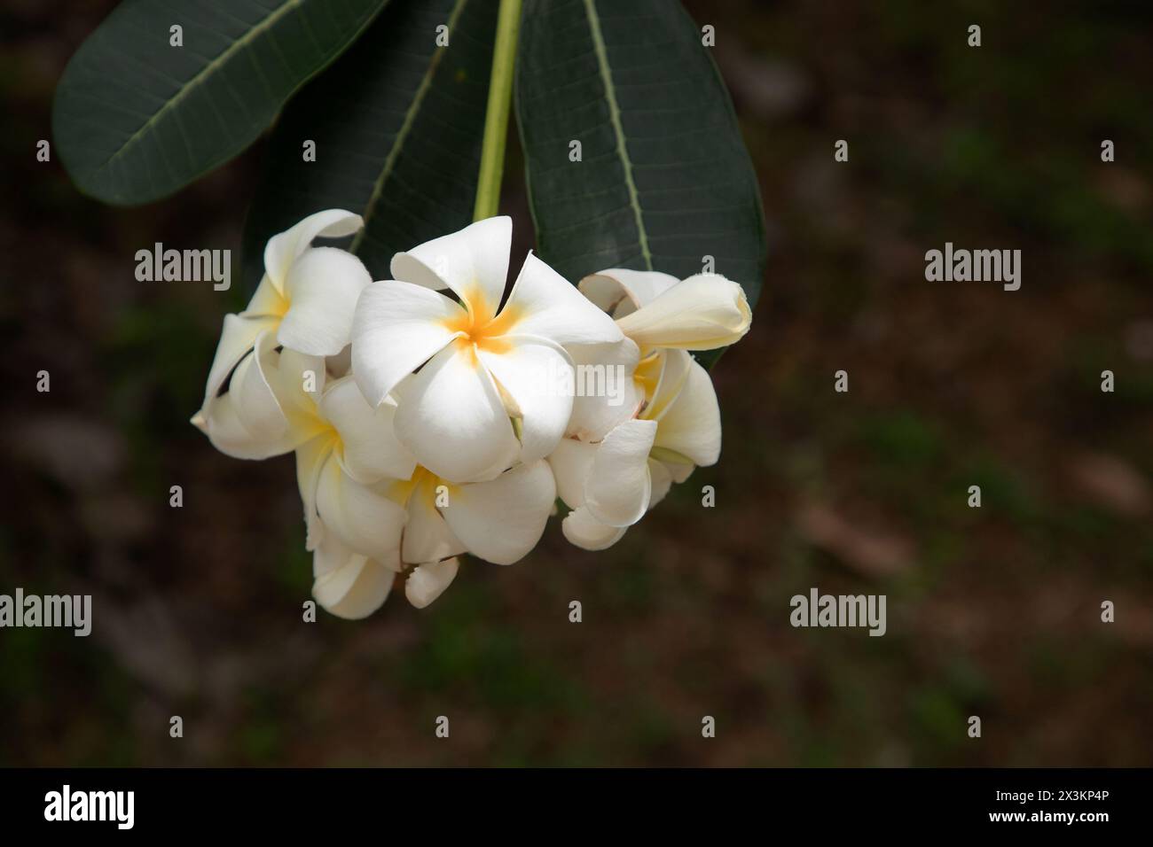 Sampaguita Jasmine national tree of Republic of the Philippines, White ...