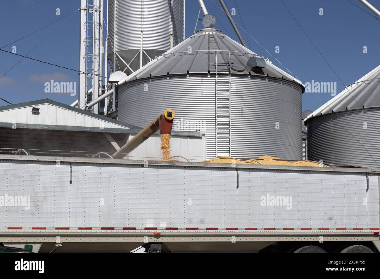 Forest - April 25, 2024: Corn loading onto a truck. After harvest, corn ...