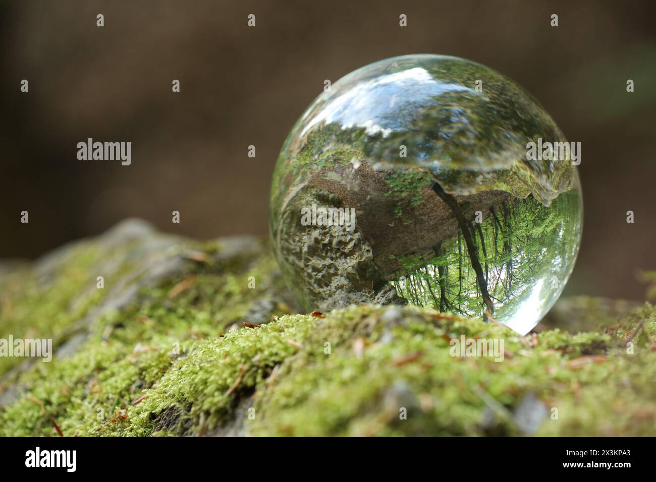 Beautiful forest with green trees, overturned reflection. Crystal ball ...