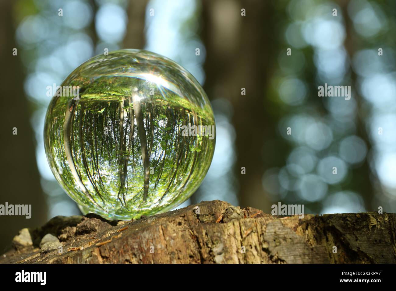 Green trees outdoors, overturned reflection. Crystal ball on stump in ...