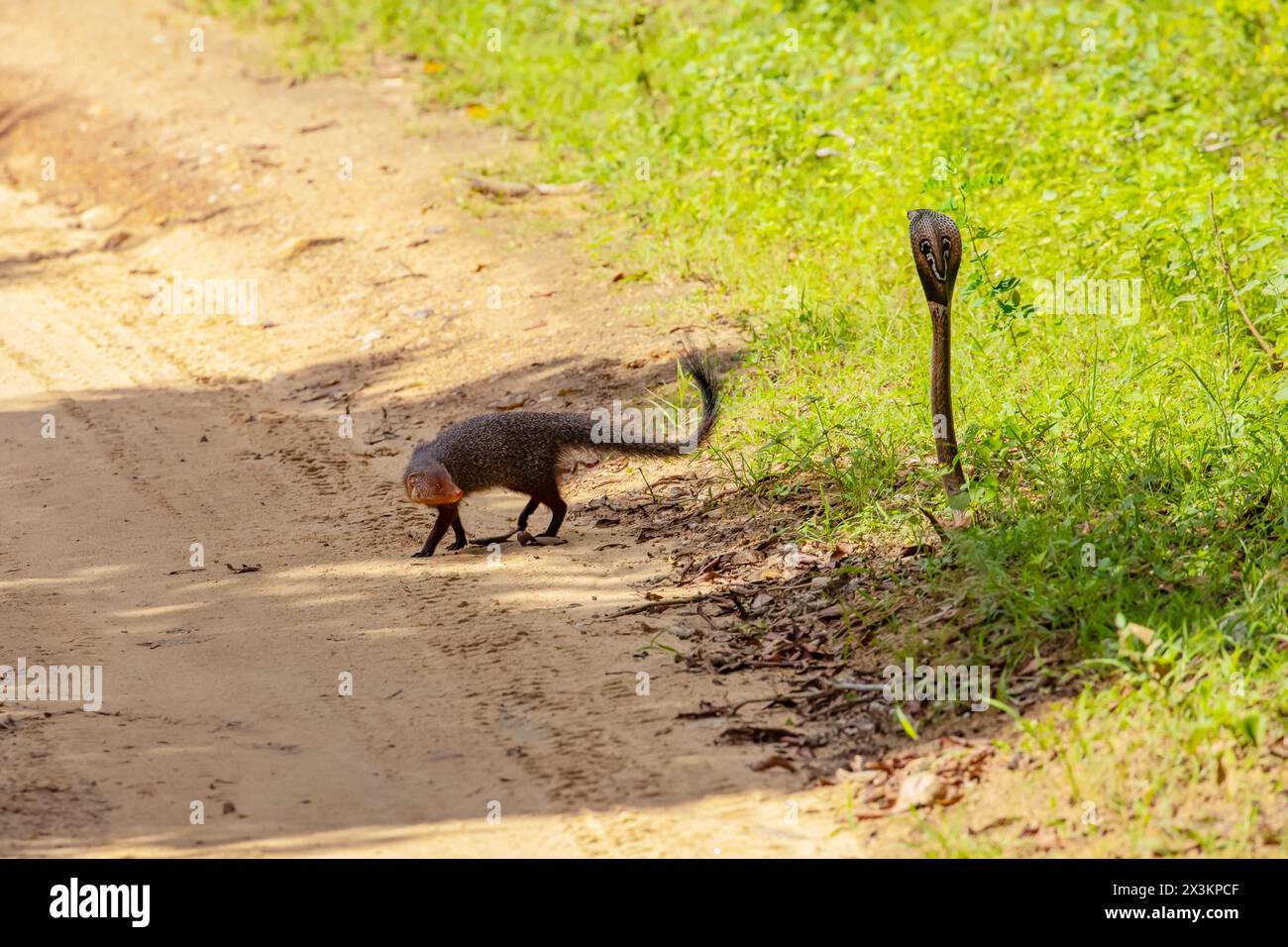 Asian mongoose fights with an aggressive cobra in the wild, natural ...