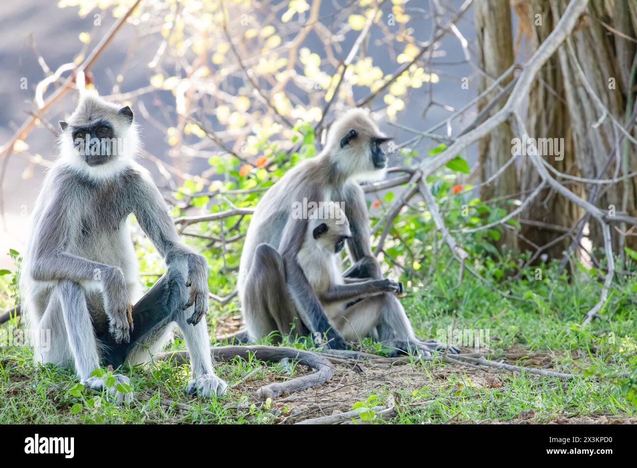 Small group of black faced grey langur monkeys in Yala National Park ...
