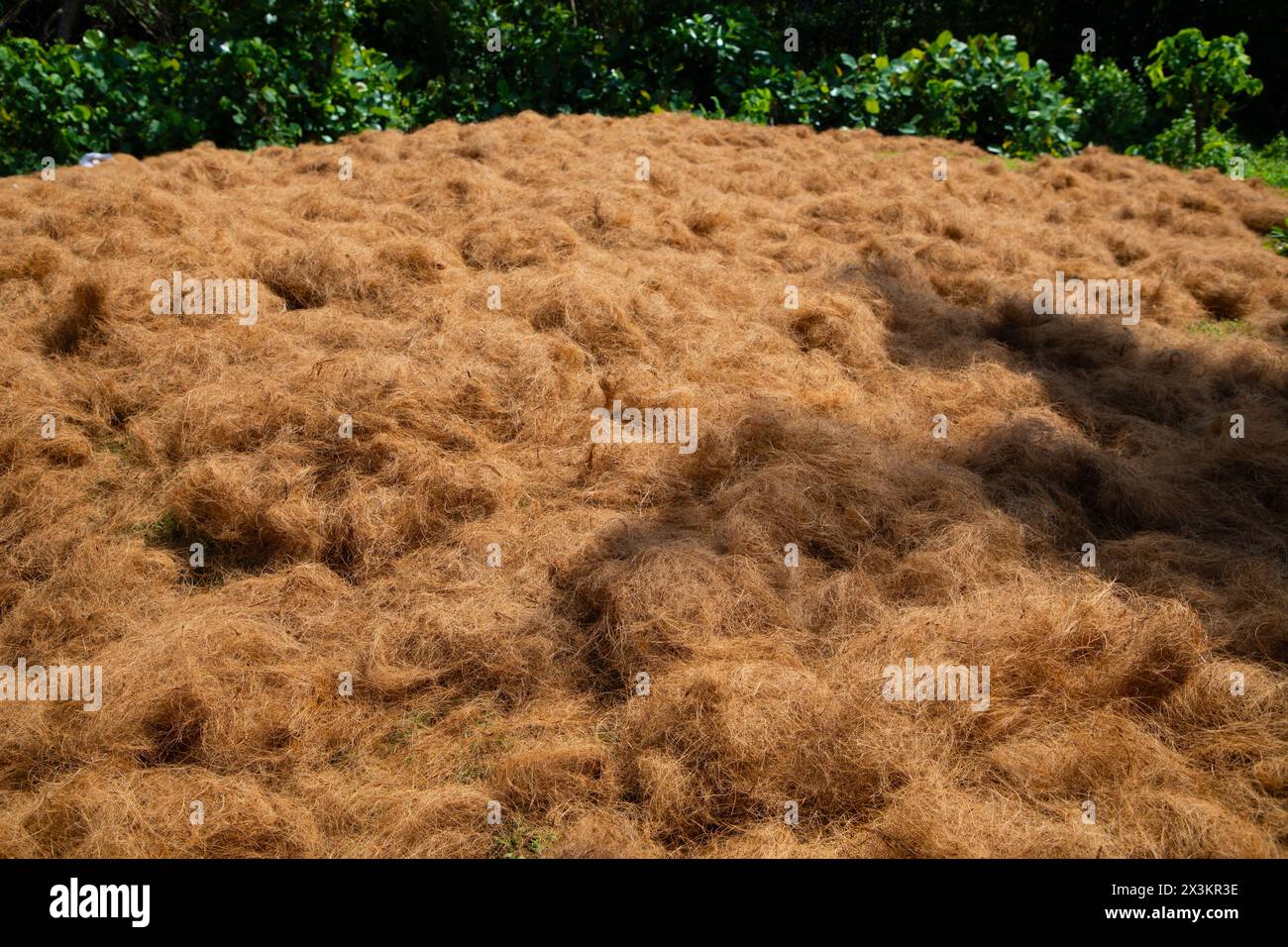 Stages of coir making hi-res stock photography and images - Alamy