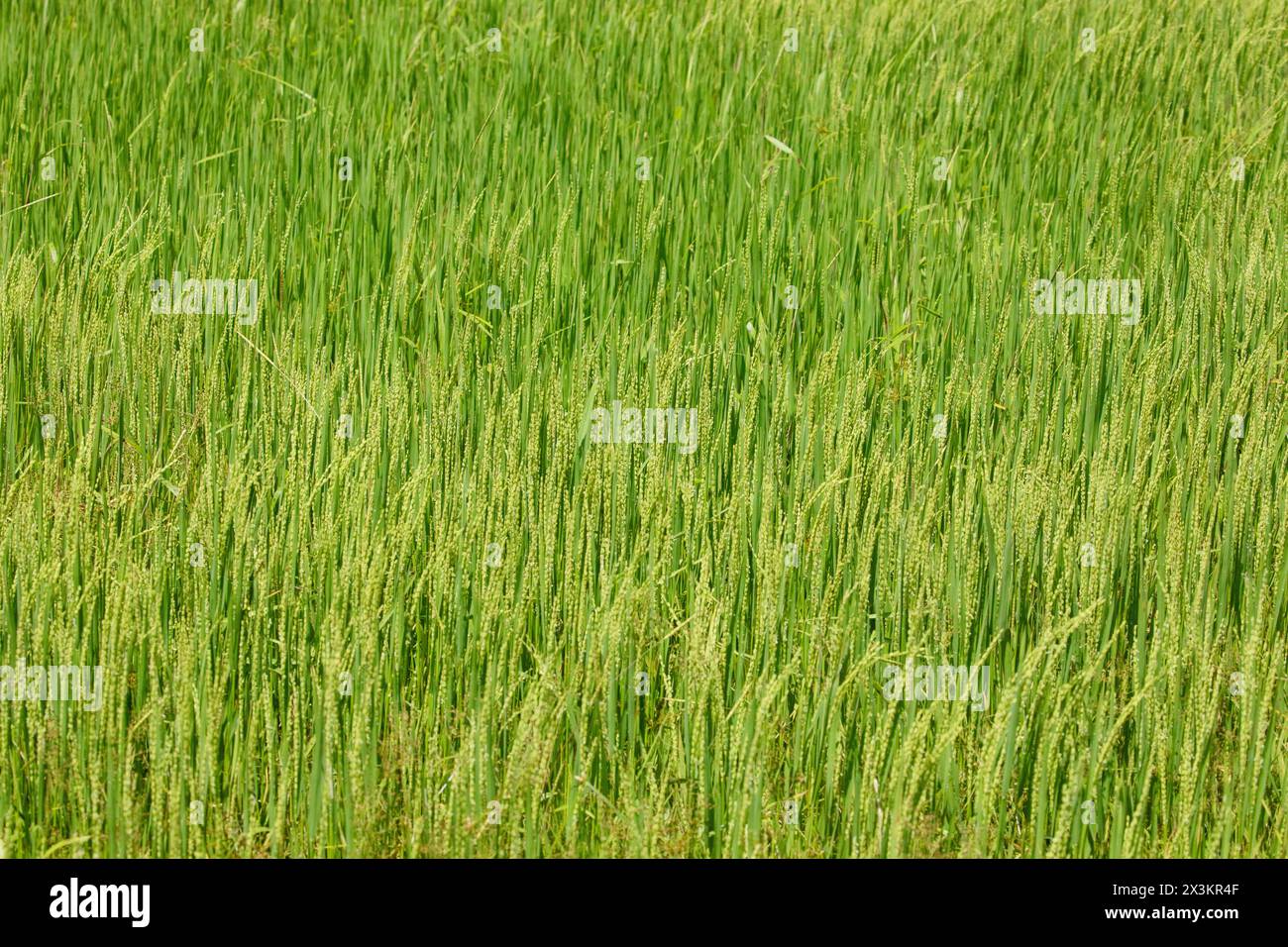 rice spikelet inflorescence. Close-up to green rice seeds in ear of ...