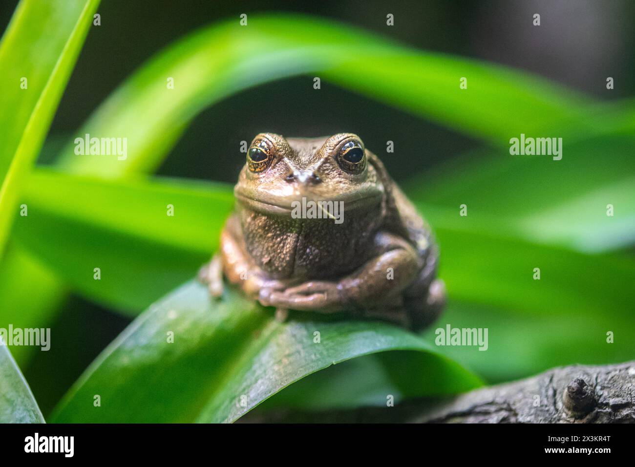 Andean Marsupial Tree Frog in a Terrarium Stock Photo - Alamy