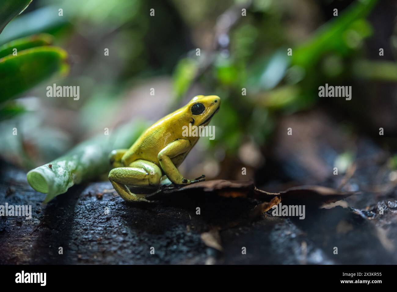 The golden poison frog hi-res stock photography and images - Alamy