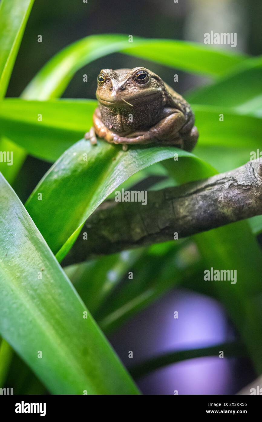 Andean Marsupial Tree Frog in a Terrarium Stock Photo - Alamy