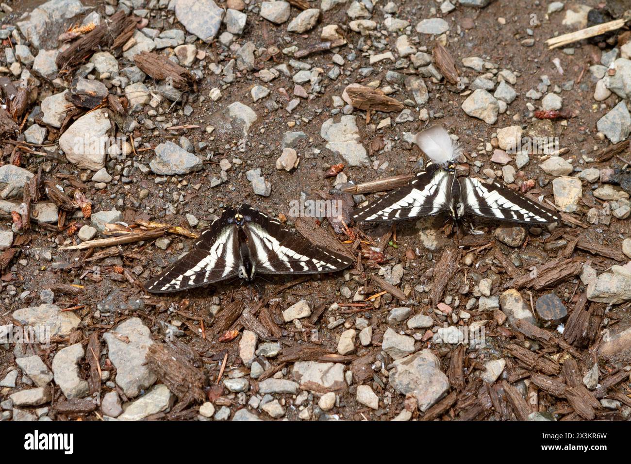 Two Pale Swallowtail butterflies (Papilio eurymedon) puddling in the ...