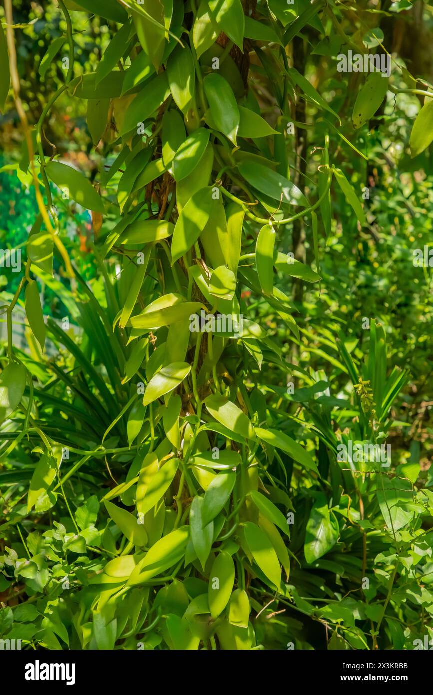 leaves of vanilla orchid flowering plant, flat leaved vanilla, plant ...