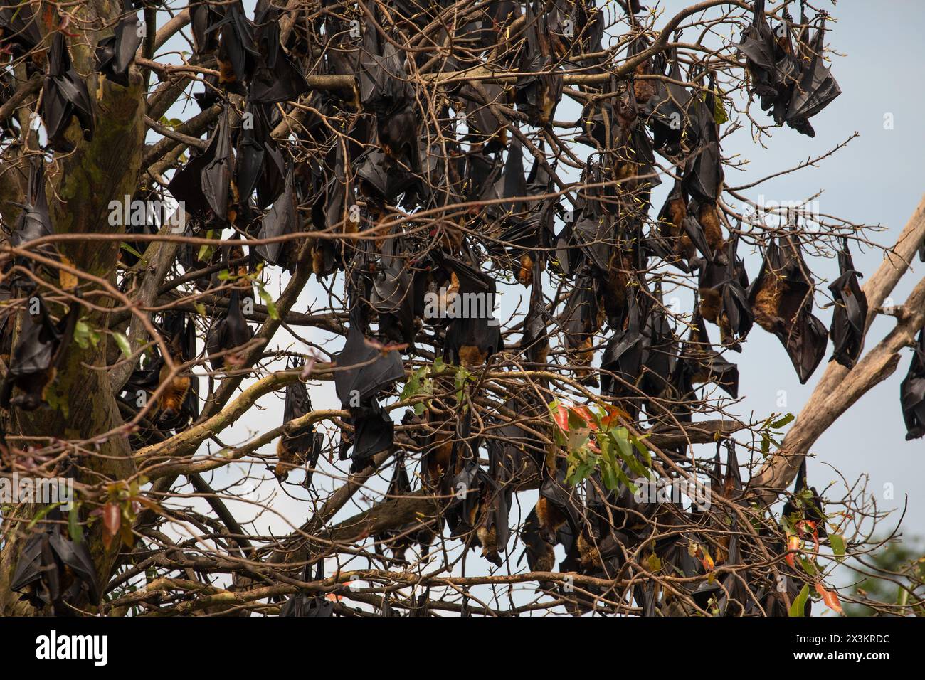 close-up hanging Mariana fruit bat (Pteropus mariannus) on blue sky ...
