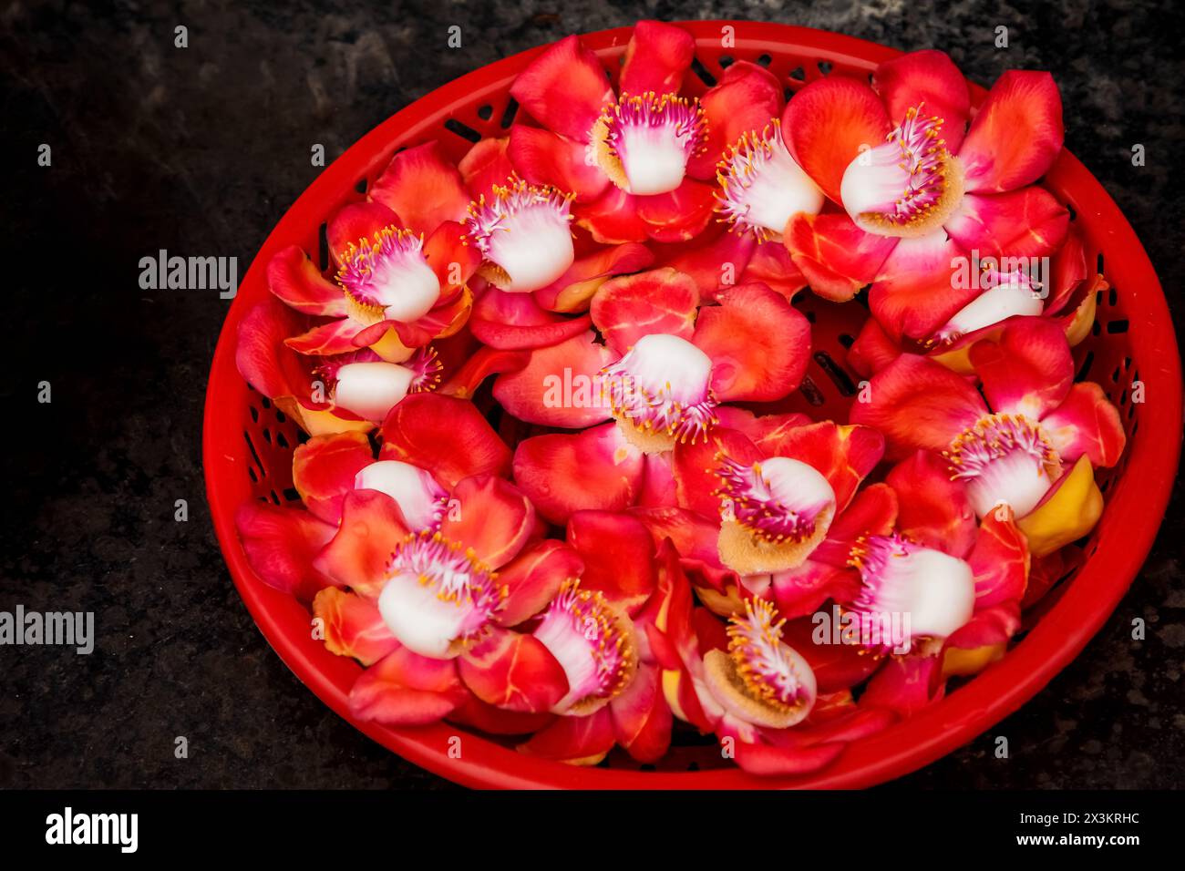 Close up big red flowers name cannonball tree or couroupita guianensis ...