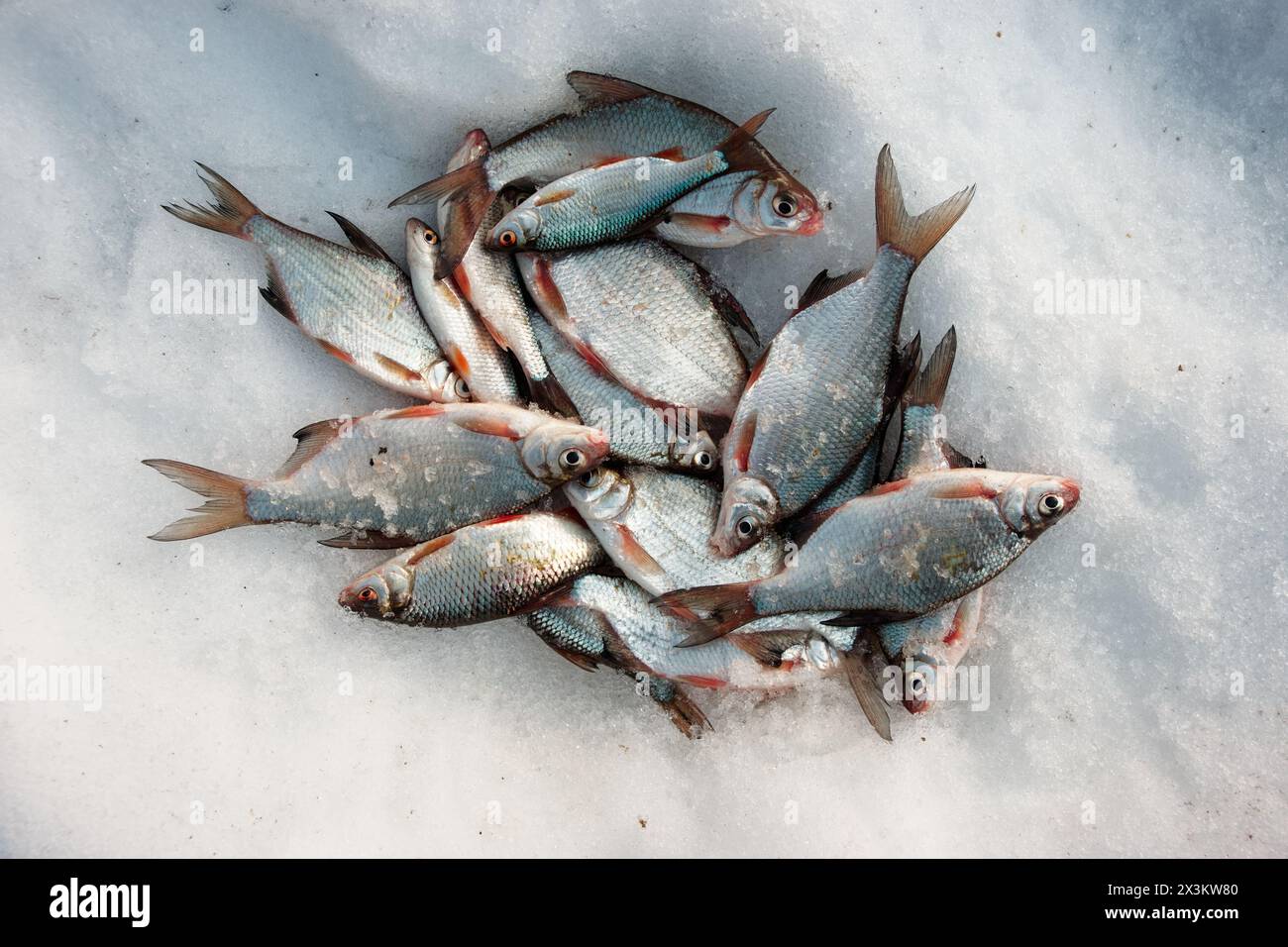Pile of silver bream and roach fish, float fishing catch Stock Photo ...