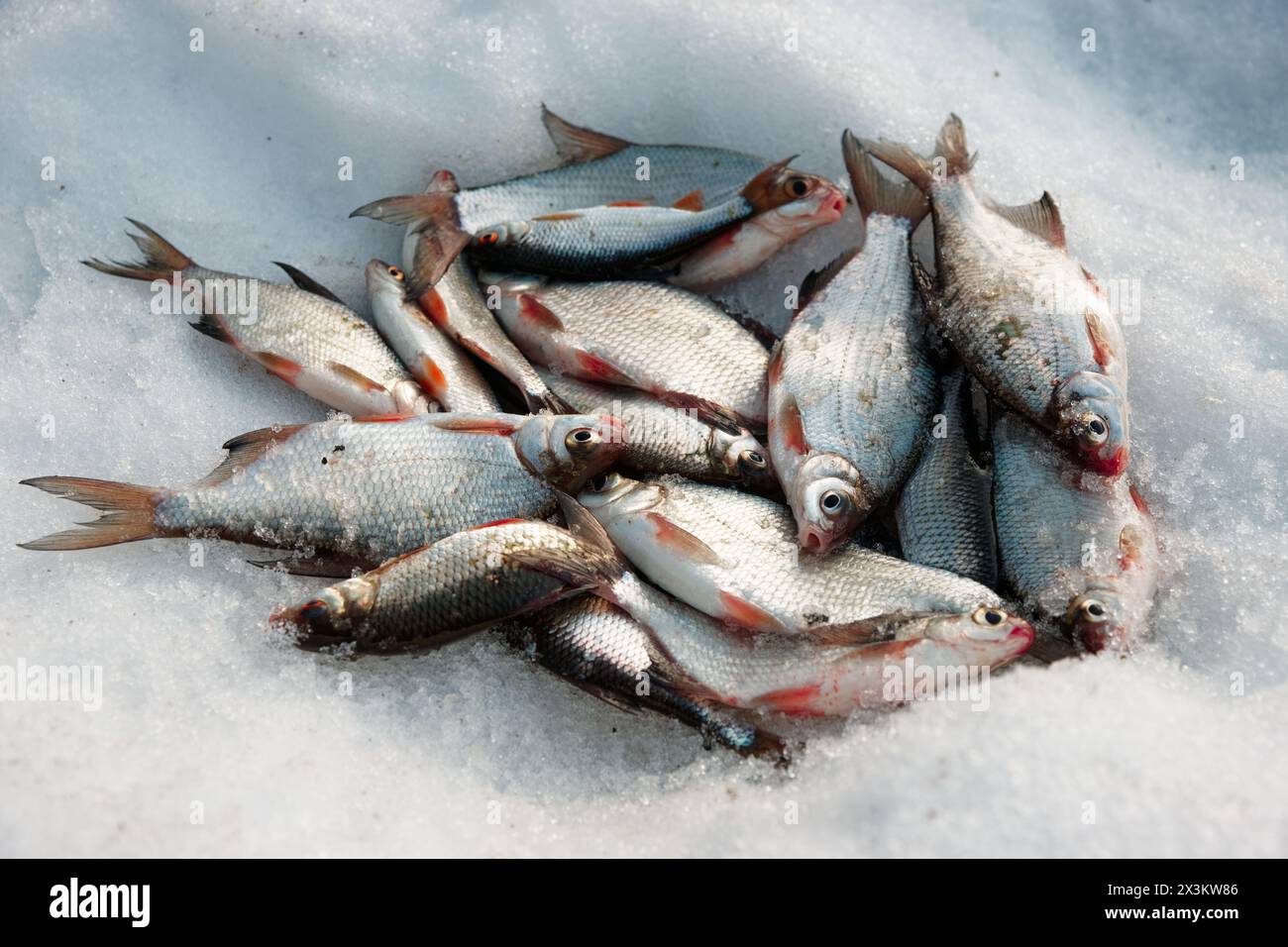 Pile of silver bream and roach fish, float fishing catch Stock Photo ...
