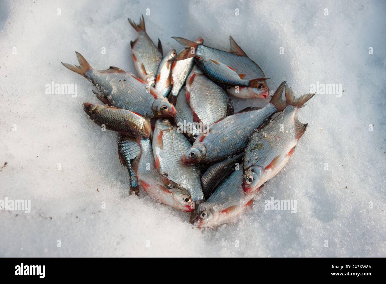 Pile of silver bream and roach fish, float fishing catch Stock Photo ...